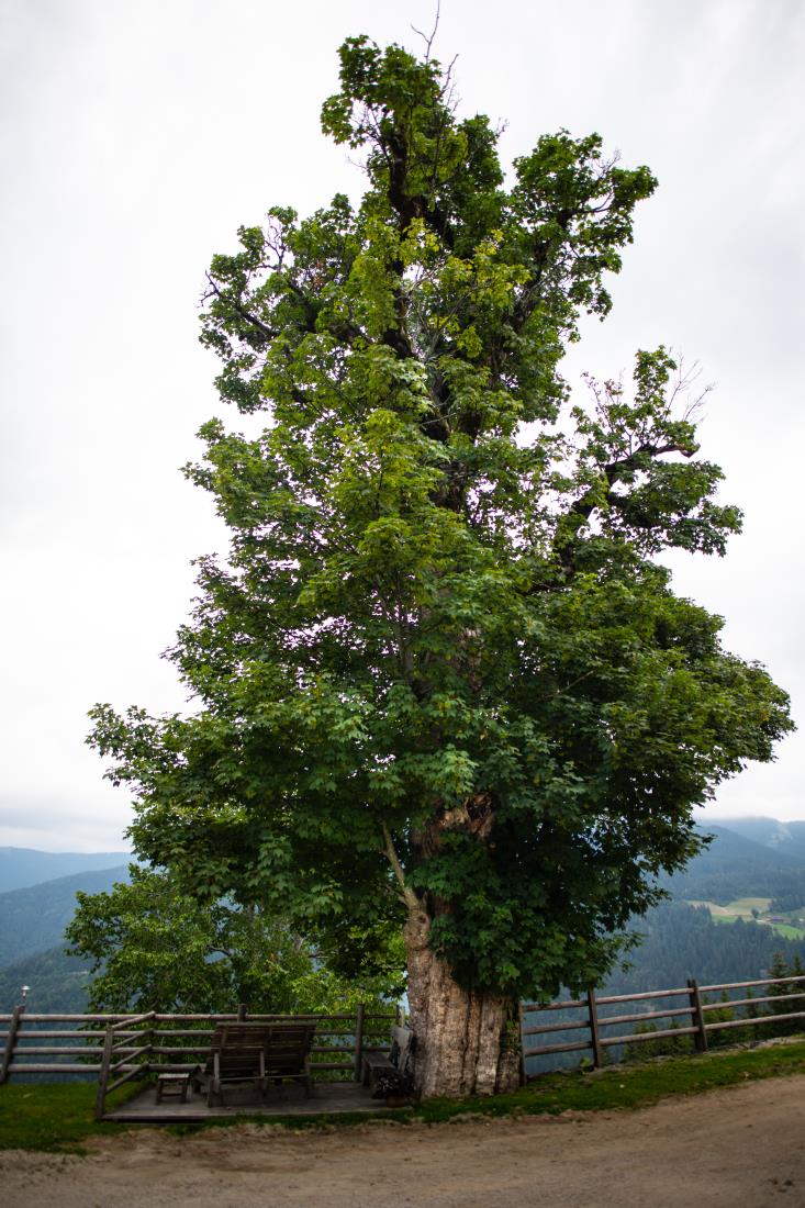 Visočnikov javor - ljubno.si